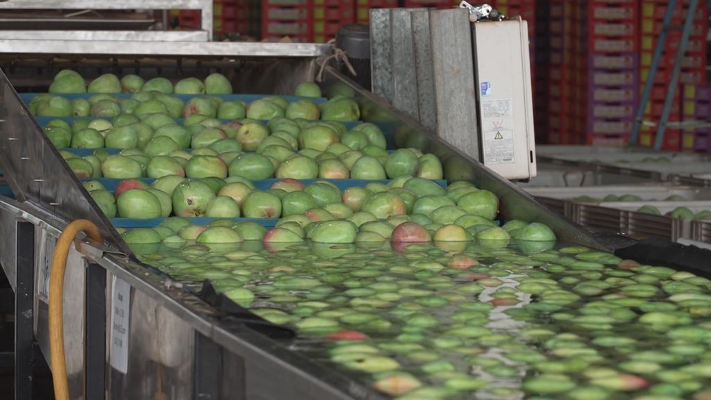 Mango Queen: The Top End's queen of mangoes - ABC News