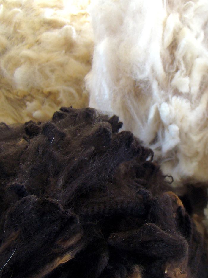 Australian alpaca wool is the world's finest and most expensive - ABC News