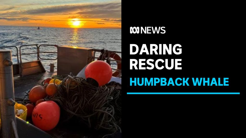 Entangled humpback whale saved off Victoria's east coast - ABC News