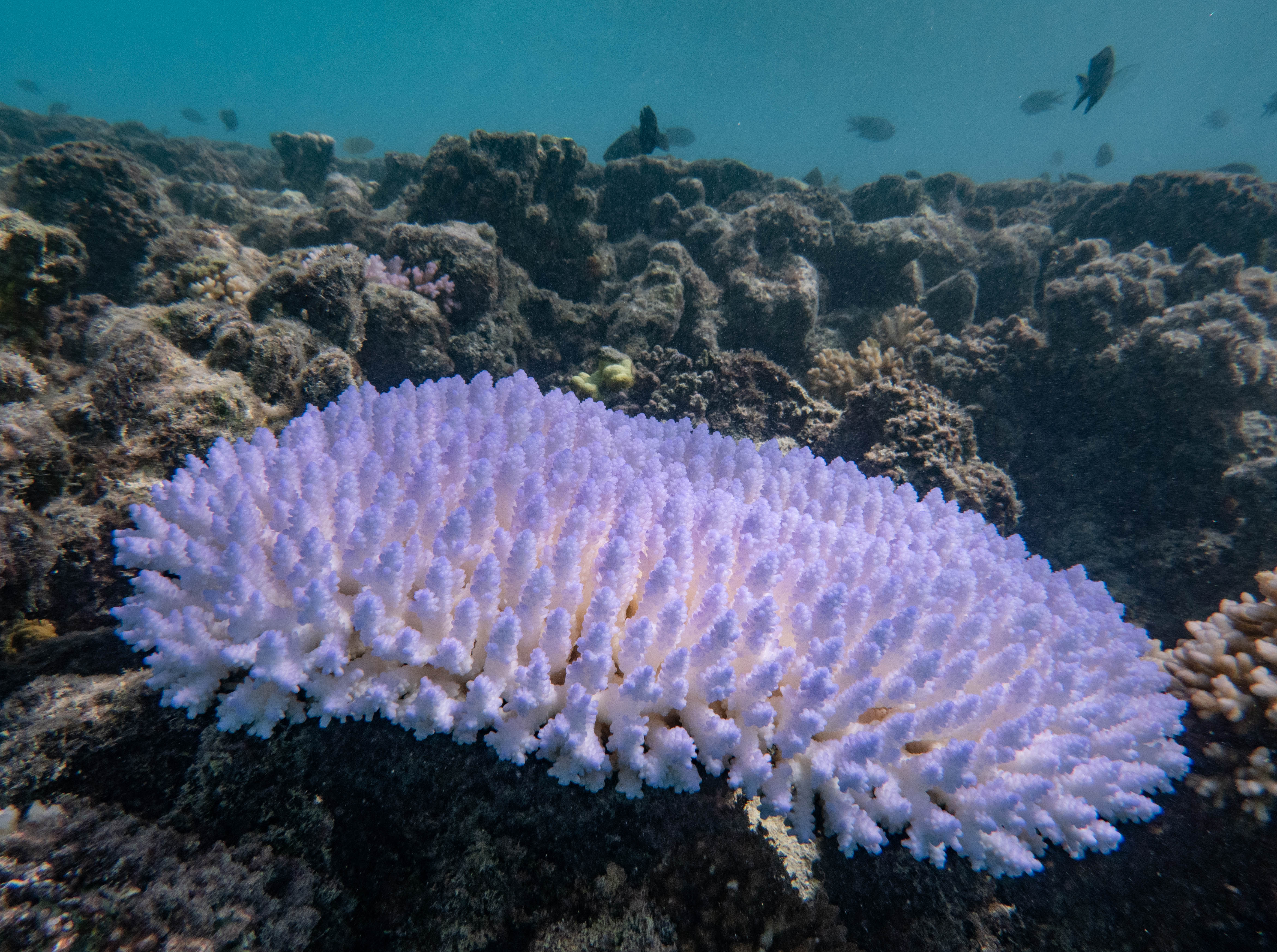Coral bleaching study off One Tree Island finds 'shocking' damage, but ...