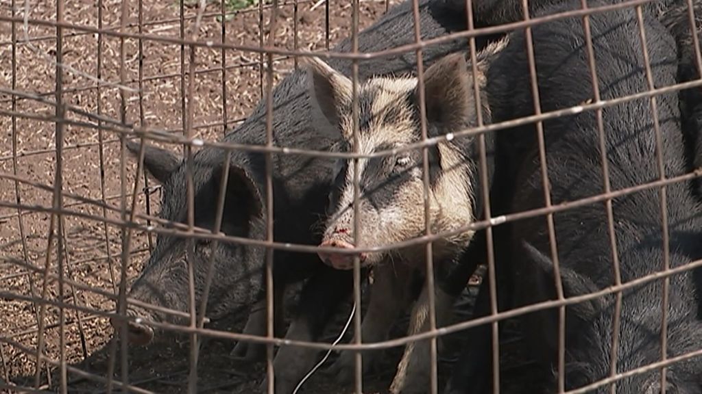 Feral Pigs: Curbing the feral pig problem - ABC News