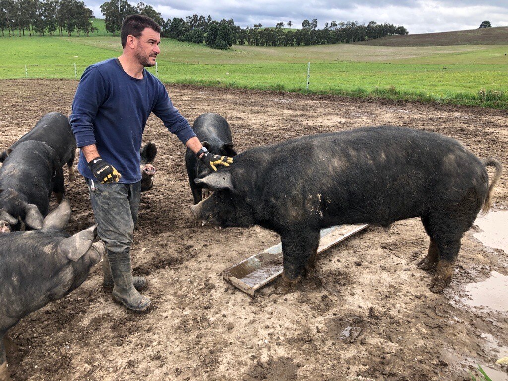 Farmers revive rare pig breeds left behind by large-scale commercial ...