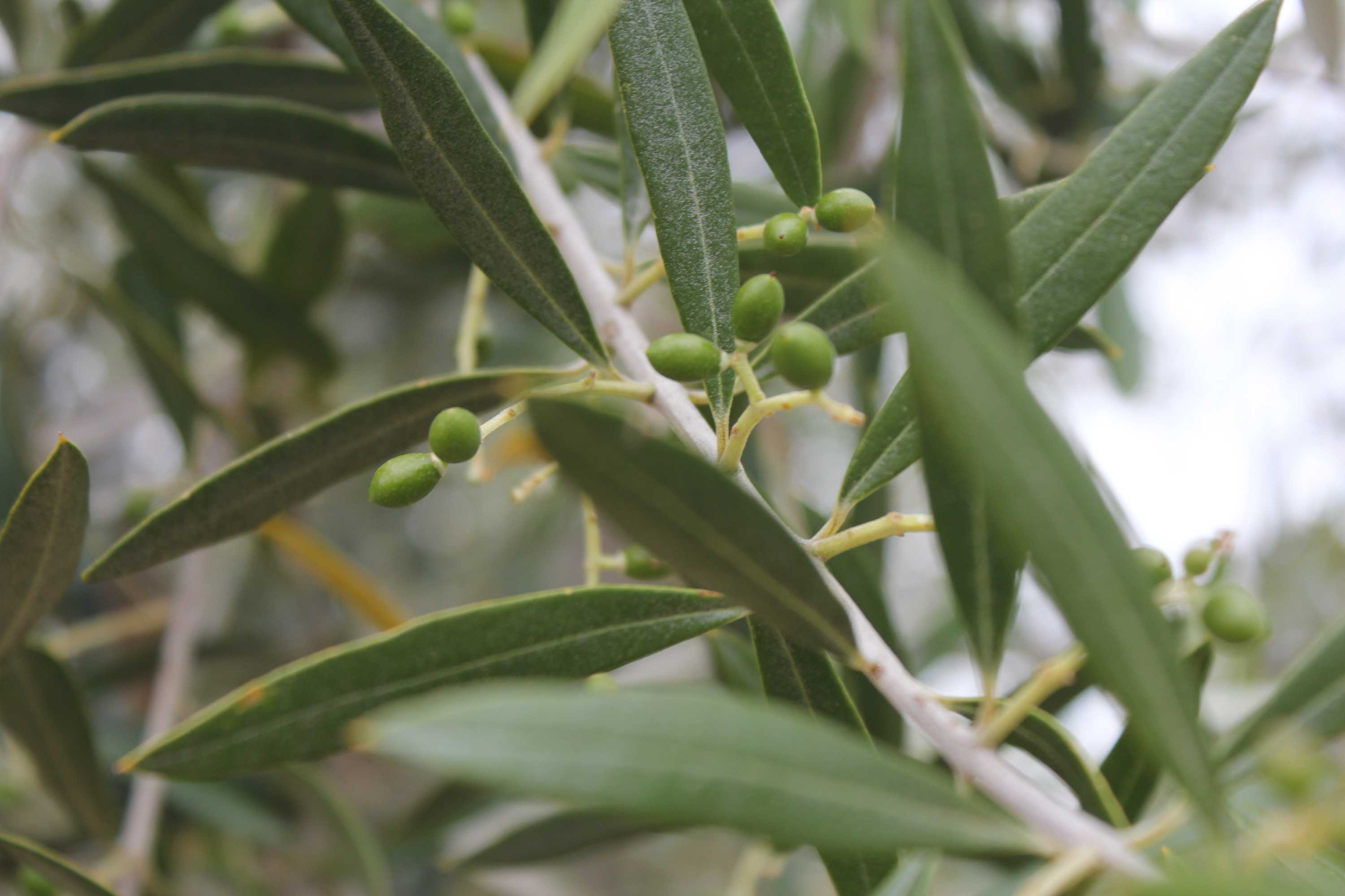 WA olive producers hope for successful 2017 after disaster last season ...