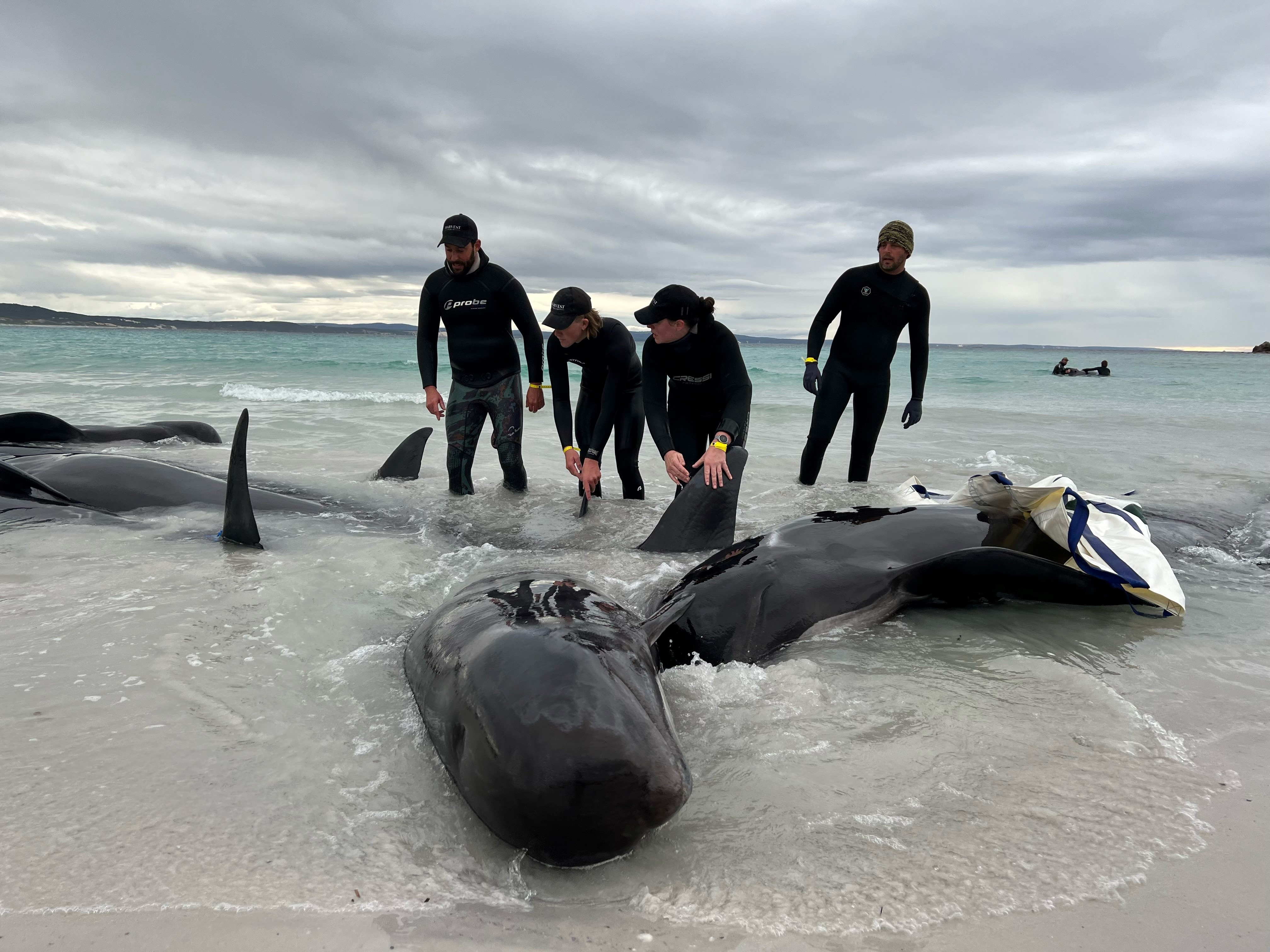 Mass pilot whale stranding rescue effort continues at Albany beach ...