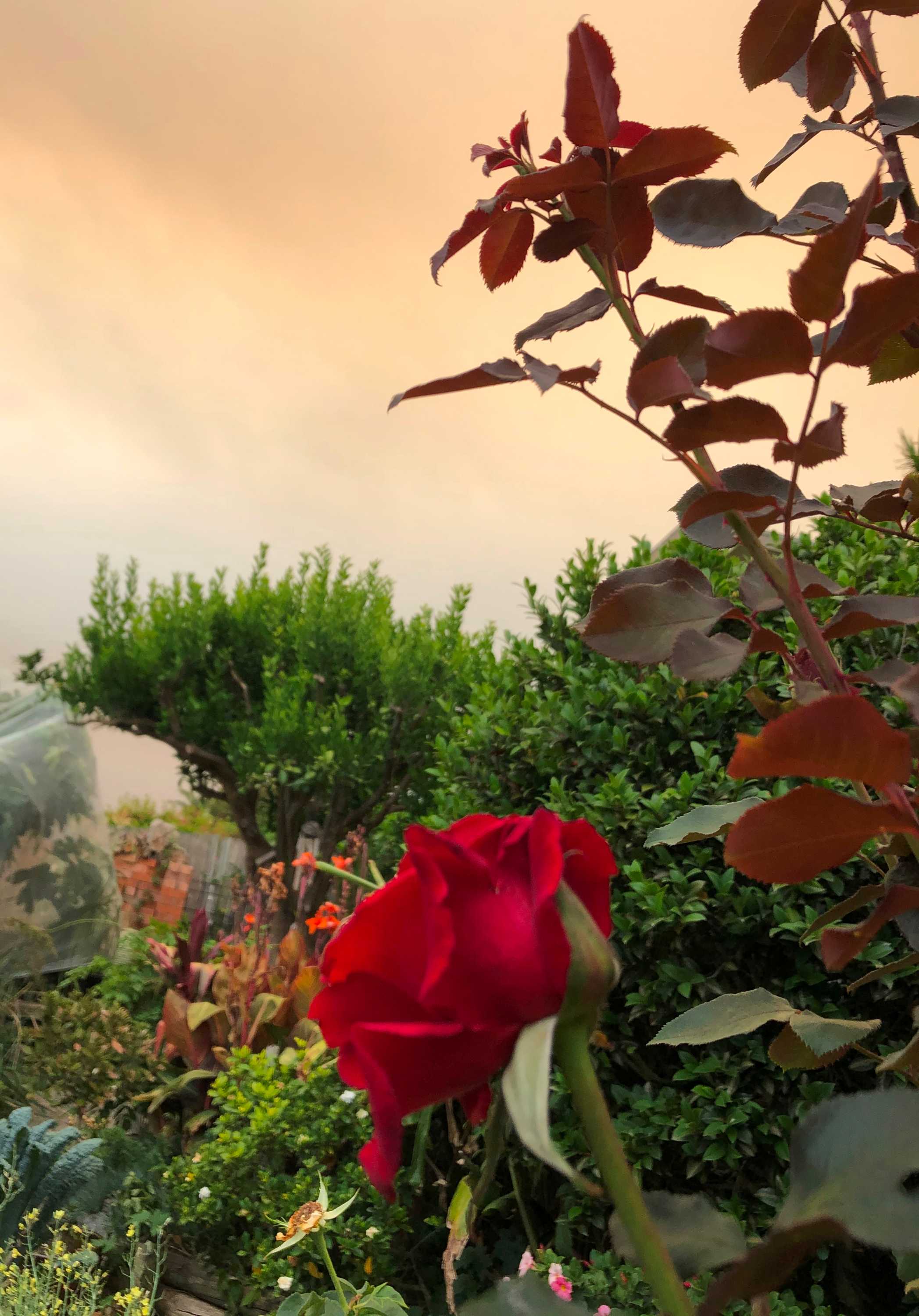 On Valentine's Day say 'I love you' with Firefighter rose, named in ...