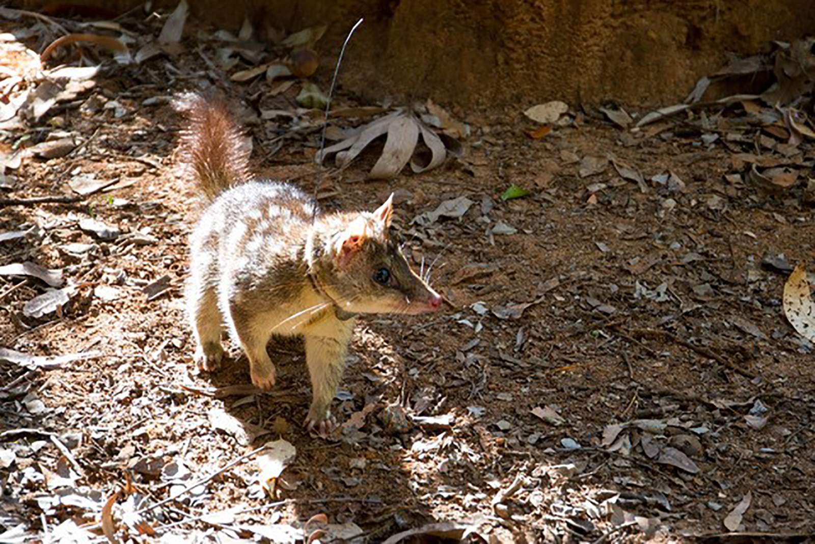 Questions over quarantined Astell Island quolls who lost their fear of ...