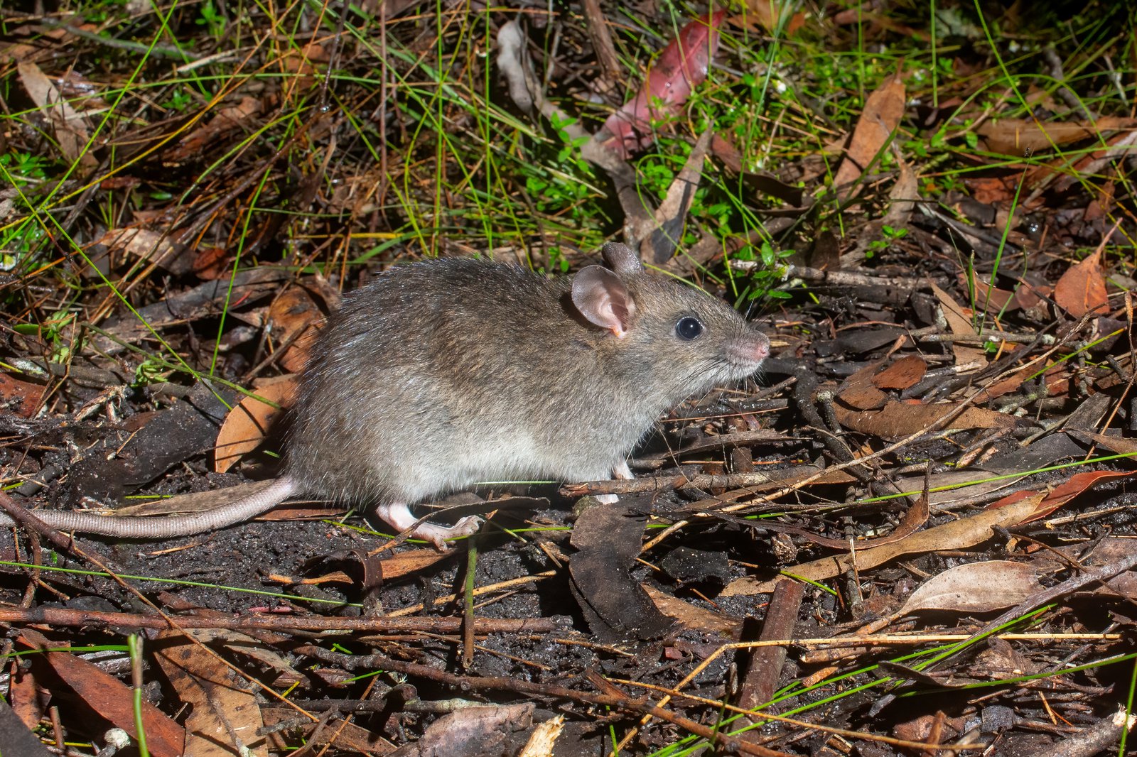 Mechanics in regional Australia often see evidence of rats in engine ...