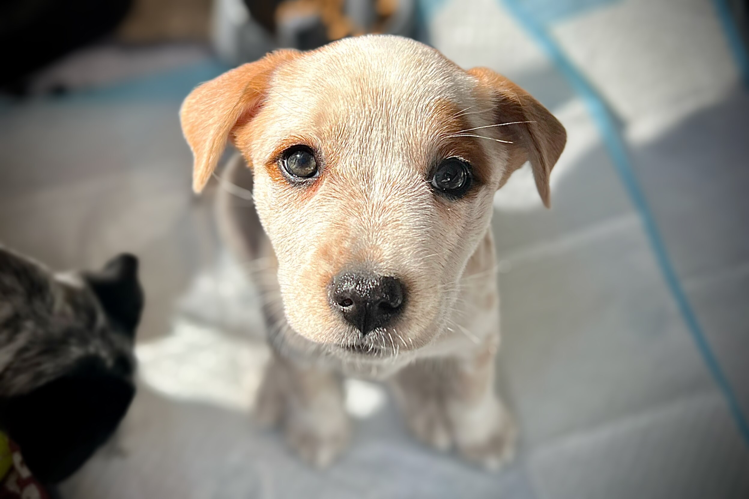 Lillian Rangiah - ABC News