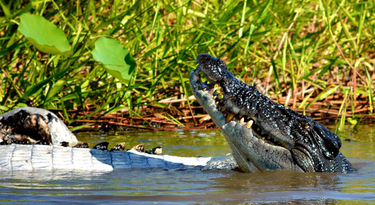 Croc on croc - ABC listen