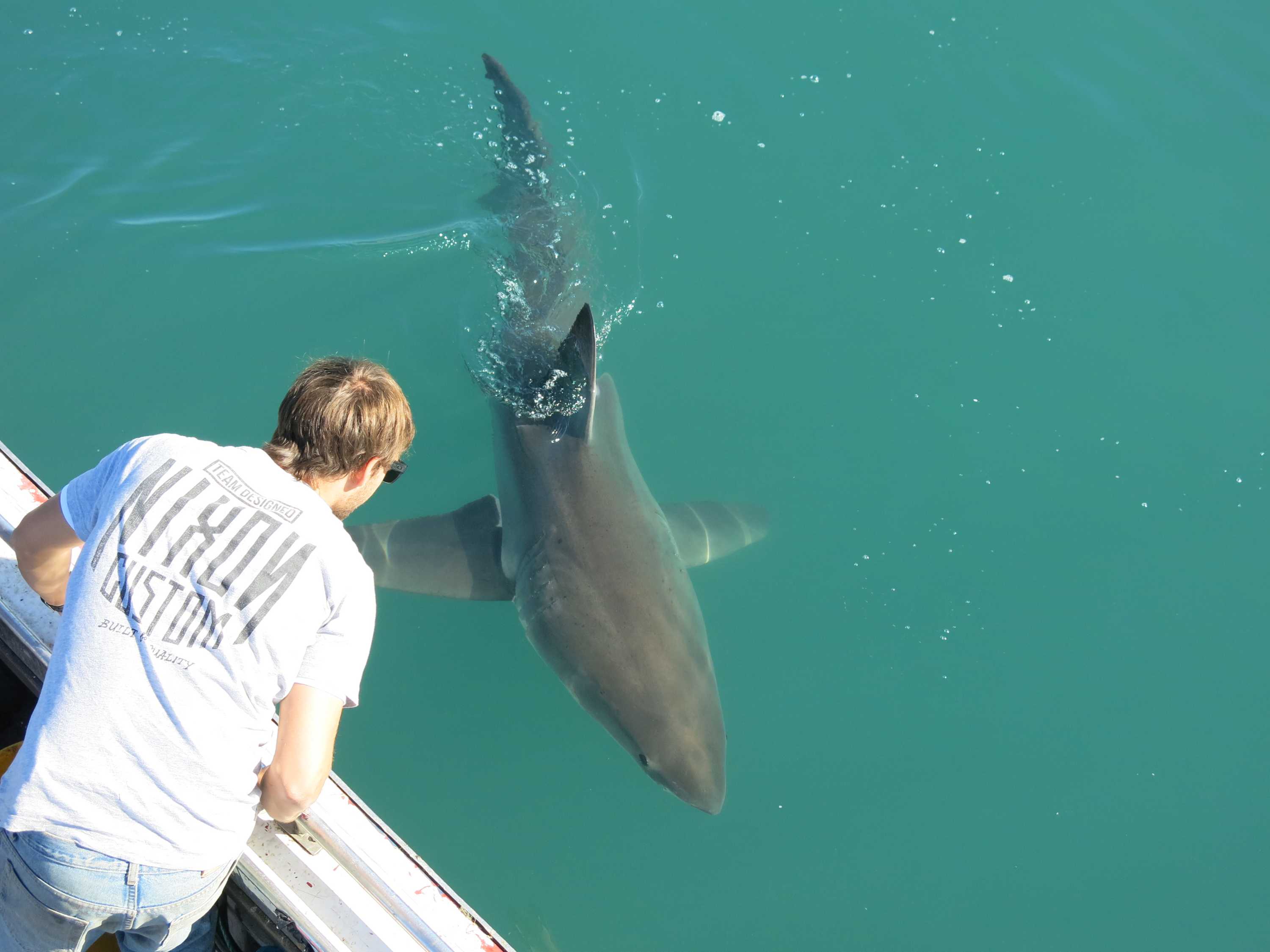 Sharks packed to the gills with highly tuned sensors - ABC Radio National