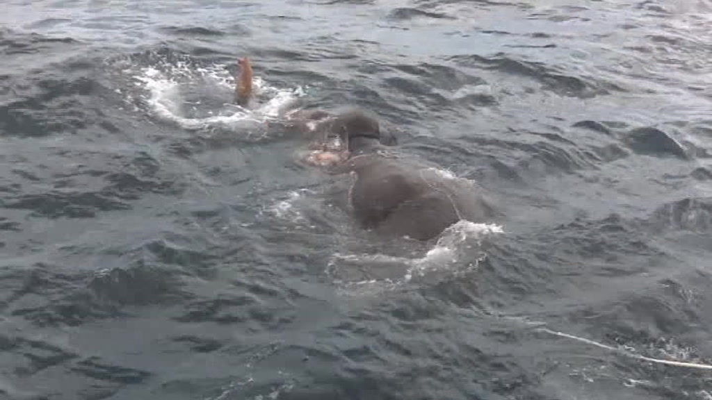Sri Lanka navy rescues elephant washed out to sea - ABC News