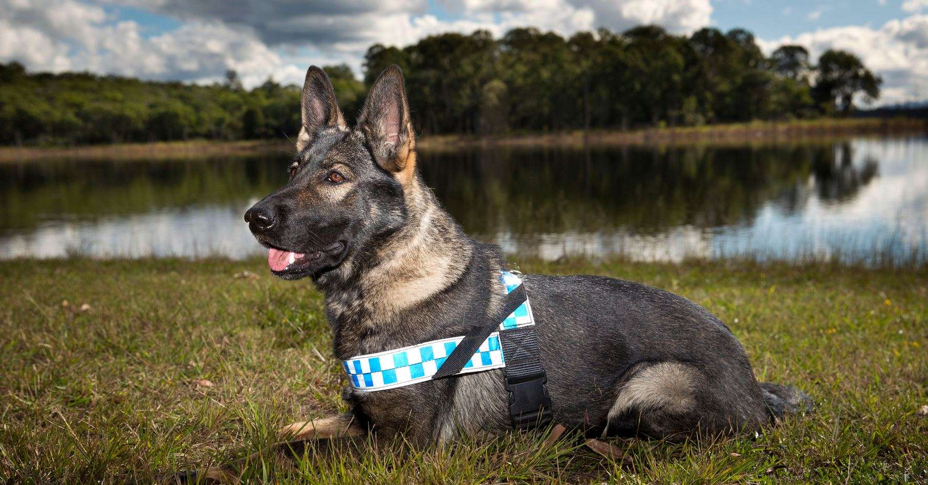 Queensland Police Service cadaver dogs Bertie, Larry and Prue to be ...