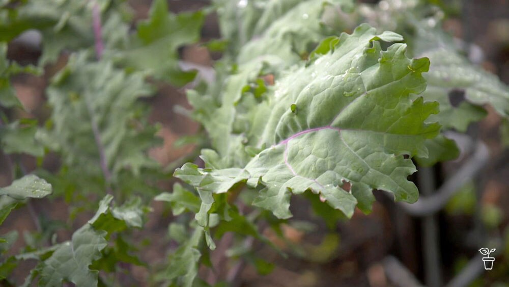 Lettuce Grow - Gardening Australia