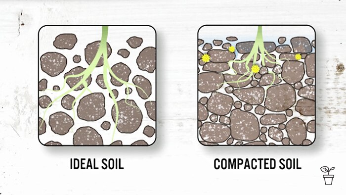 Compacted Soil Solutions - Gardening Australia