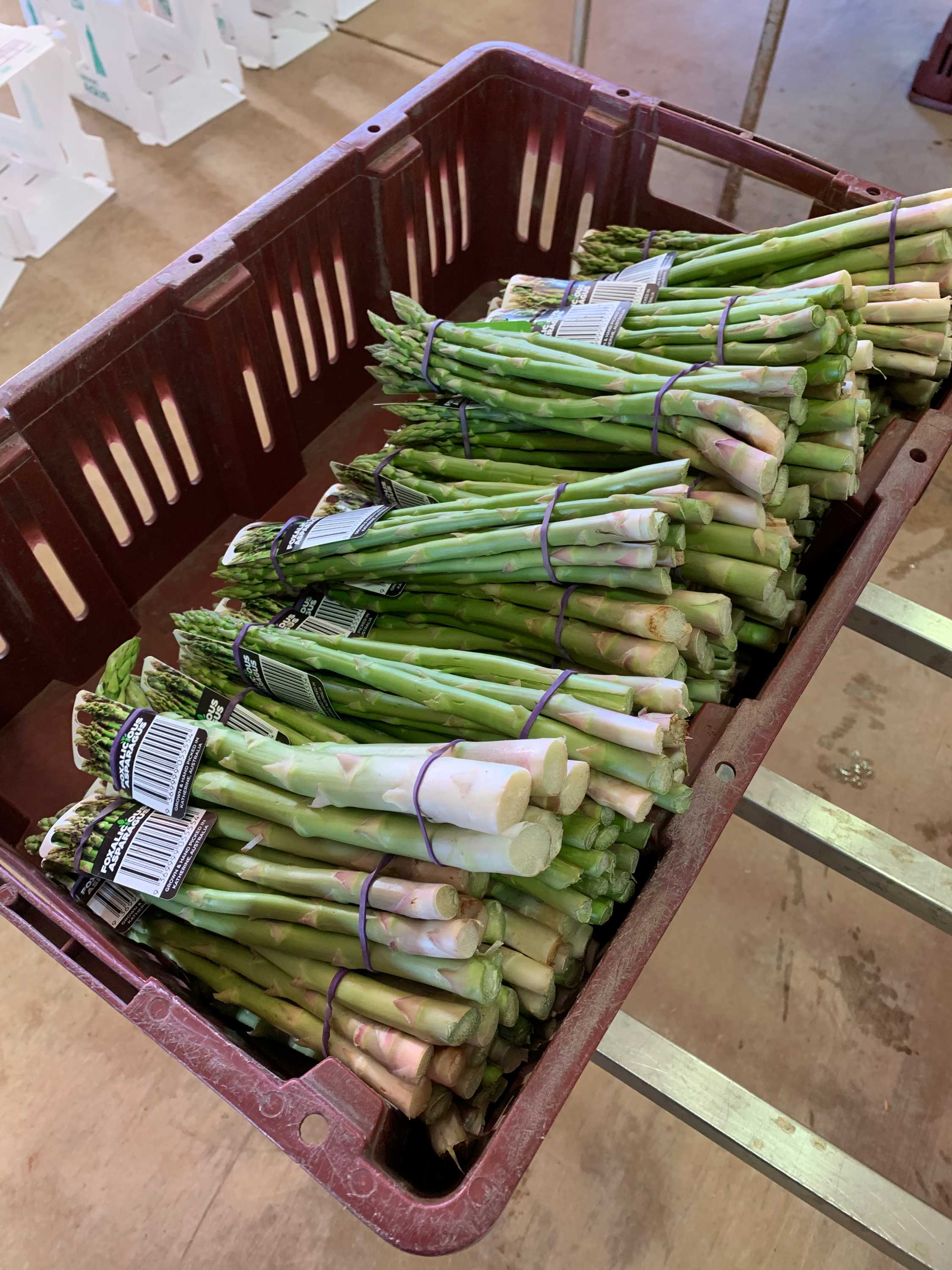 Top End asparagus farm begins 'relentless' harvest of fast-growing crop ...