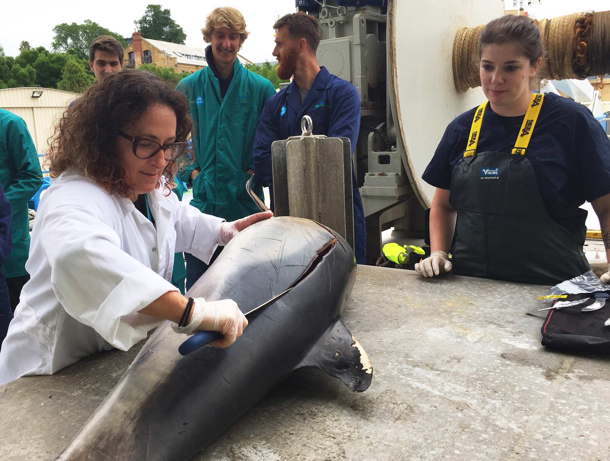 Dissecting a dolphin packs an olfactory punch and critical learnings ...