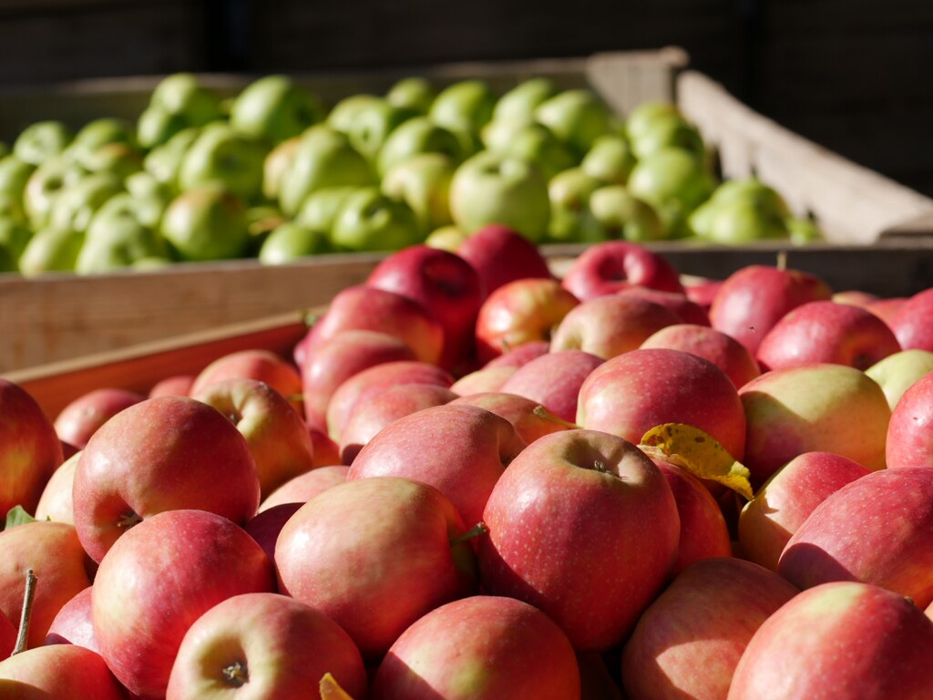 Batlow apple growers fireproofing their future, modernising orchards ...
