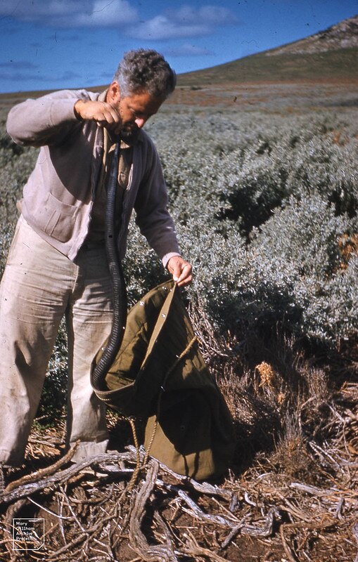 How Hummocky's (Mount Chappell Island) super-sized tiger snakes outgrew ...