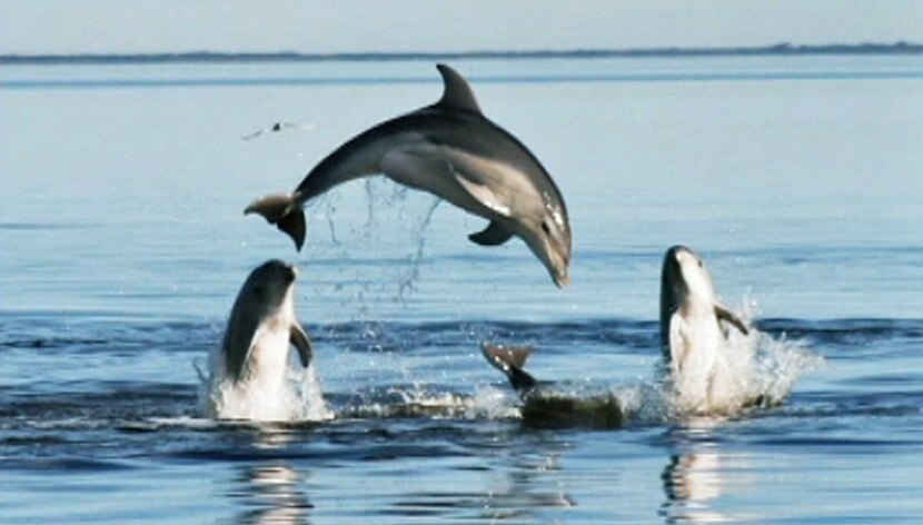 New dolphin species discovered in Melbourne - ABC News