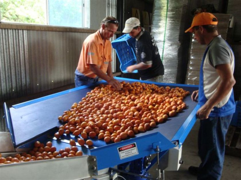 New tropical fruit stands up to cyclone - ABC News