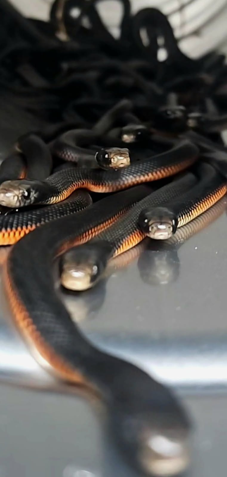 Snake catcher discovers dozens of venomous snakes in Sydney backyard ...