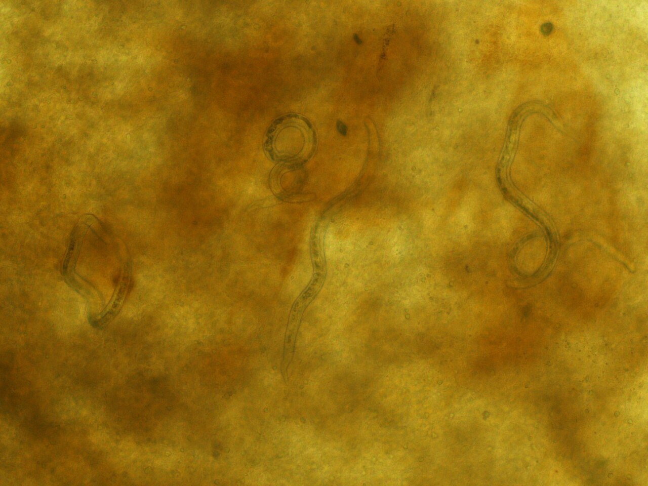 Parasites are discovered in carp in the mid-Murrumbidgee region ...