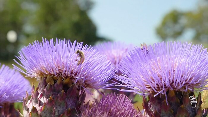 FAQs – Sticks in the garden | Lilly pilly bugs | Cleaning wicking beds ...