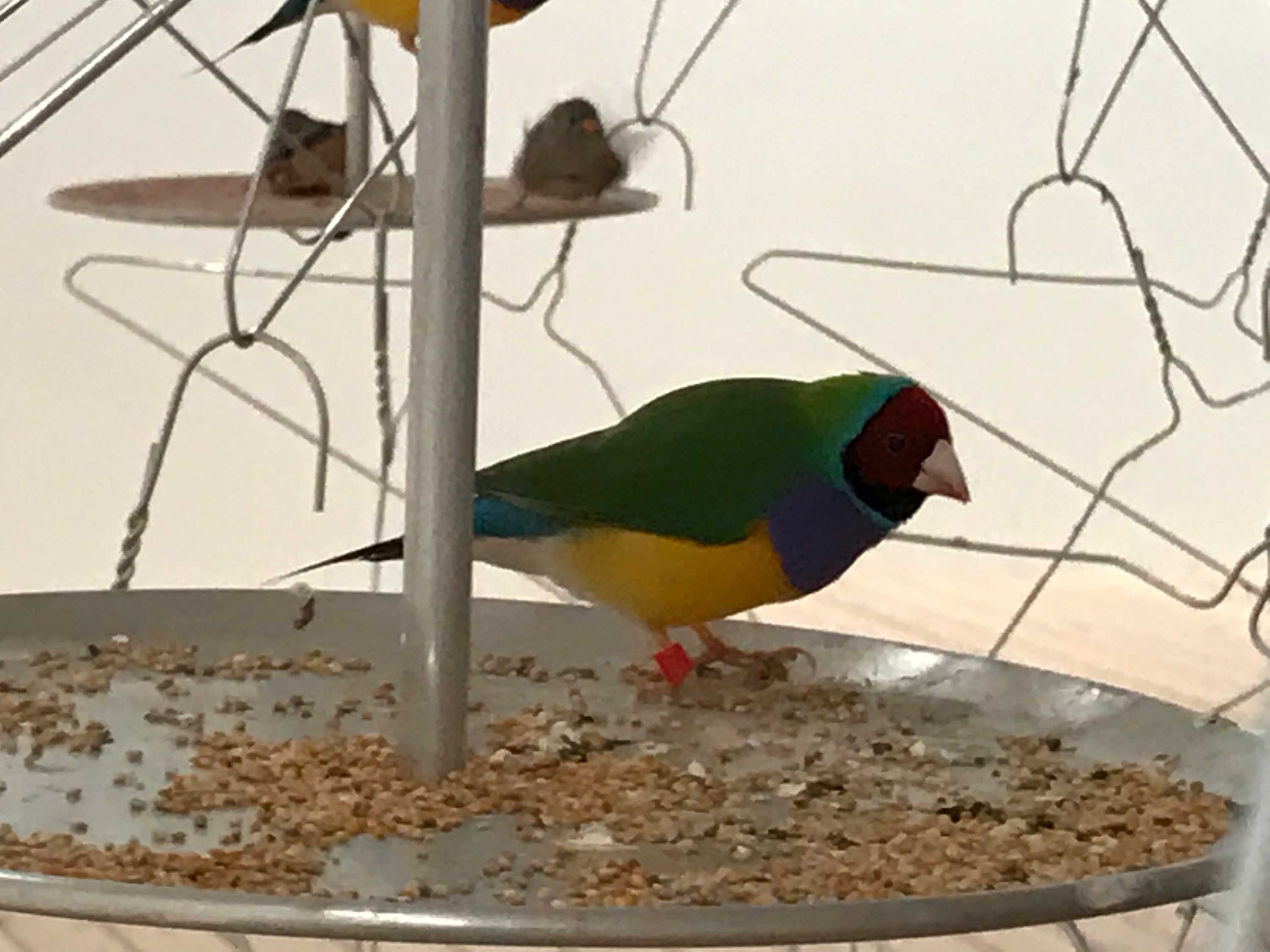 Finches are making music at GOMA - ABC listen