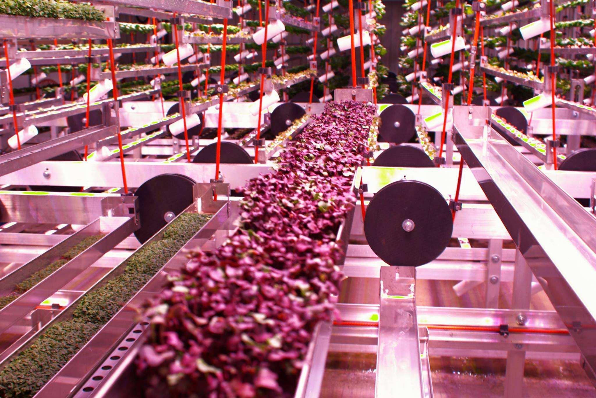 500 heads of lettuce a year per square metre: Canadian company pitches ...