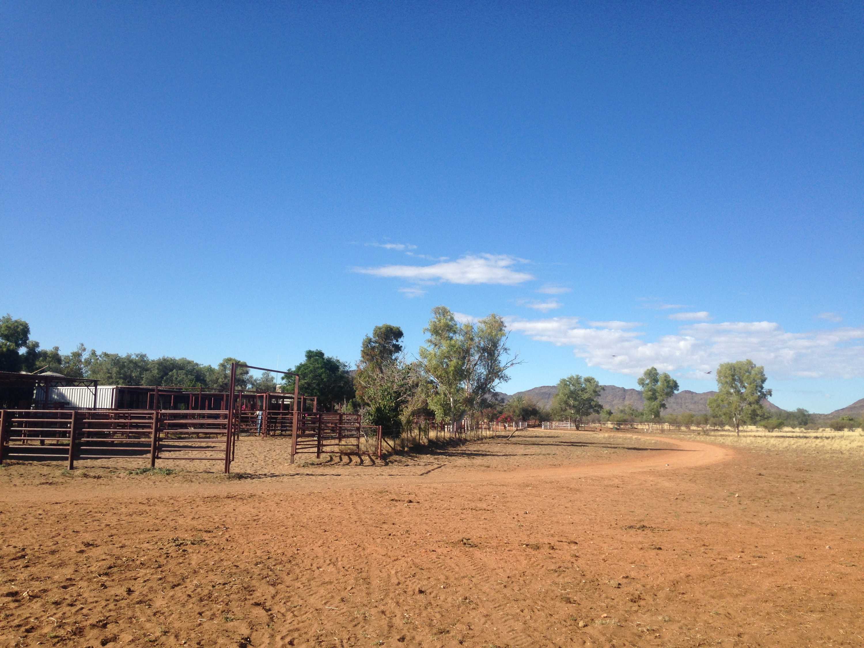 New ideas at arid zone cattle forum - ABC News