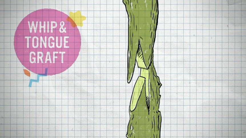 Craft of the Graft - Gardening Australia