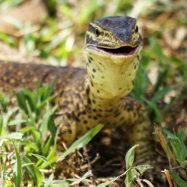 Mutilated goannas spark animal cruelty fears, message to Indigenous ...