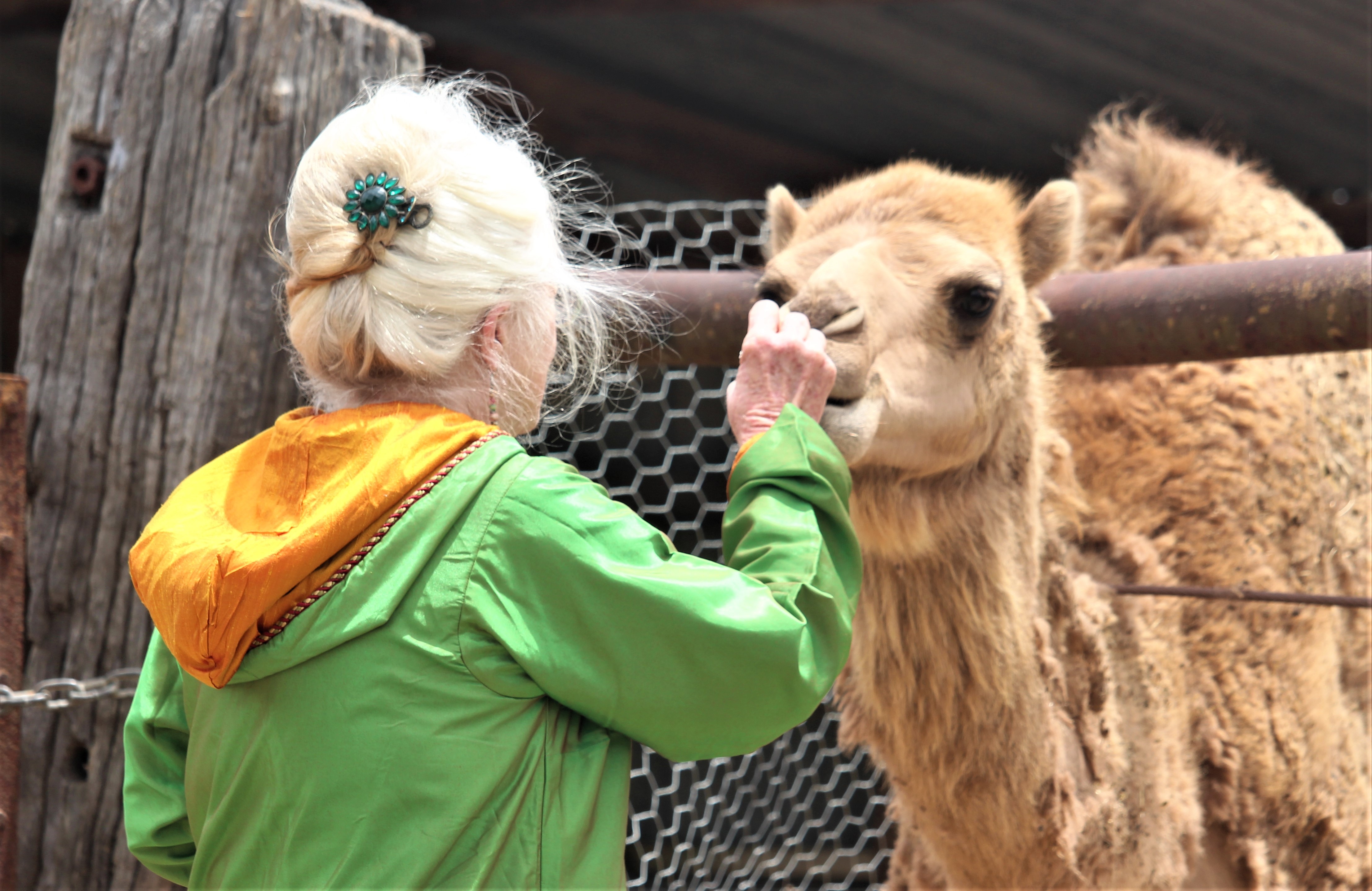 Ravensthorpe camel museum born from lifelong love of 'maligned' animal ...