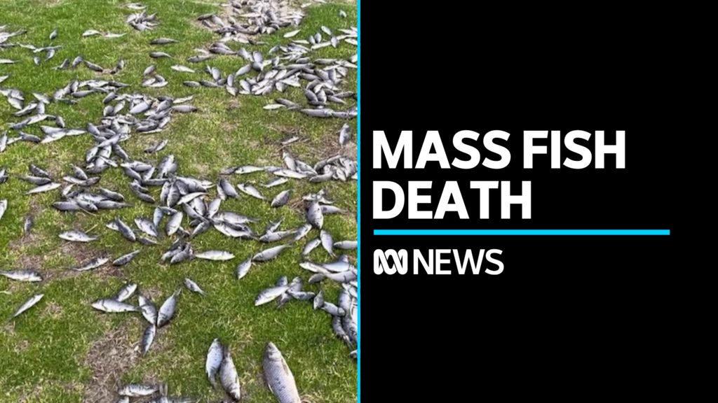 Thousands of dead fish wash up at SA's Lake Bonney - ABC News