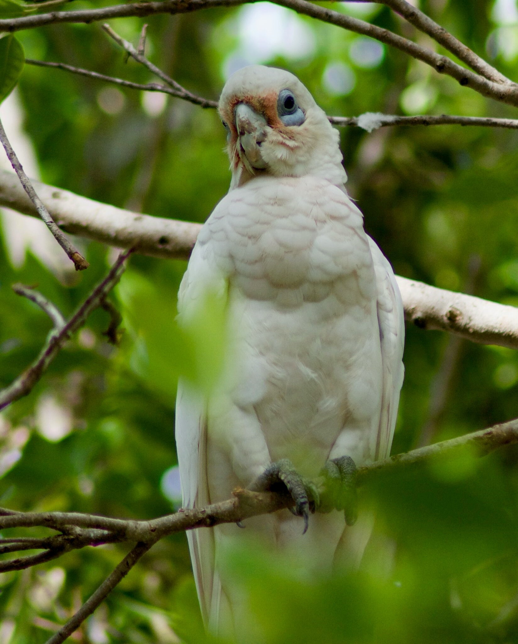 Corella chaos! Native birds strip trees and defecate in SA school ...