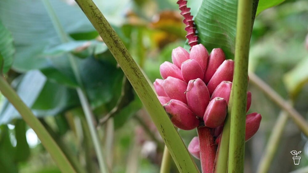 FAQs – Pink bananas | Indoor trees | Harvesting artichokes - Gardening ...