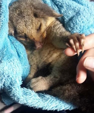 A baby possum euthanised after being shot at Woy Woy - ABC listen