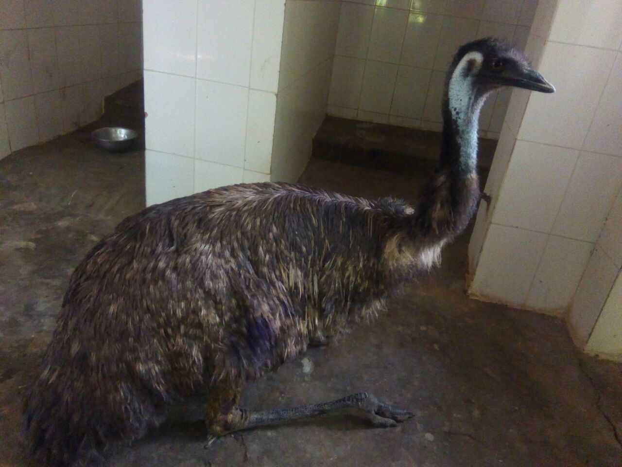 'On the run in Rajasthan': Indian animal refuge perplexed by itinerant ...