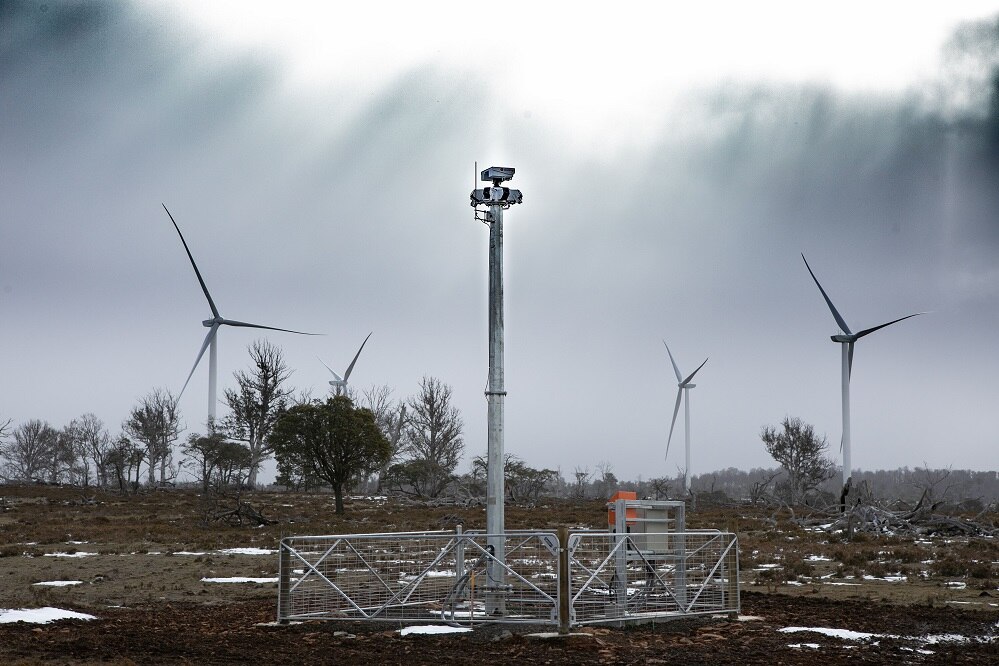 Wind farm trials camera detection to protect Tasmanian wedge-tailed ...