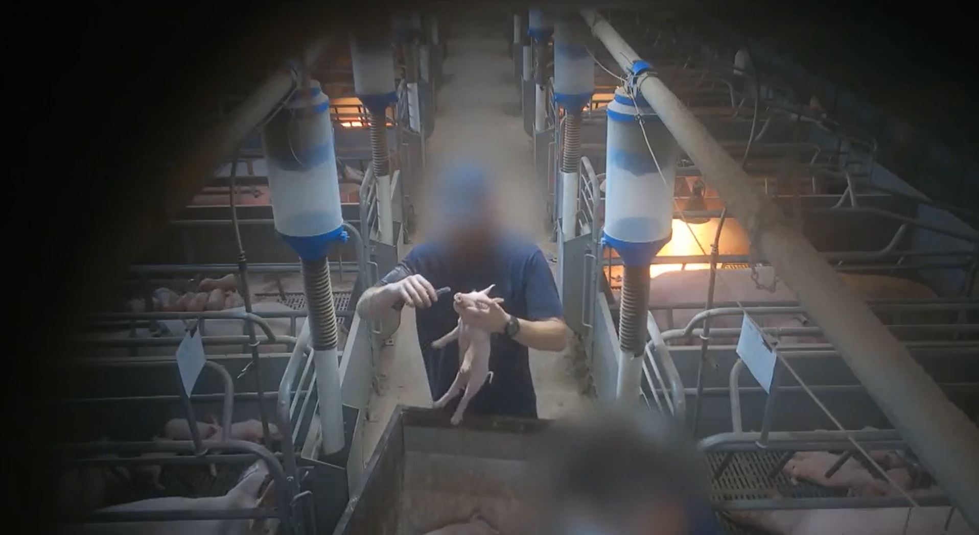 Allegations of animal cruelty and a charge of bestiality at Victorian ...