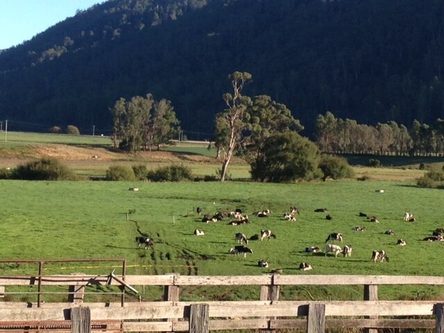 Pyengana Dairy sold - ABC Hobart