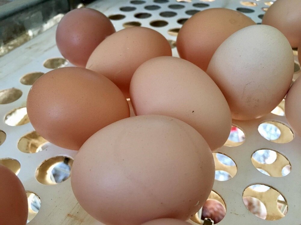 North Queensland egg producer smiling again, six months on from Cyclone ...