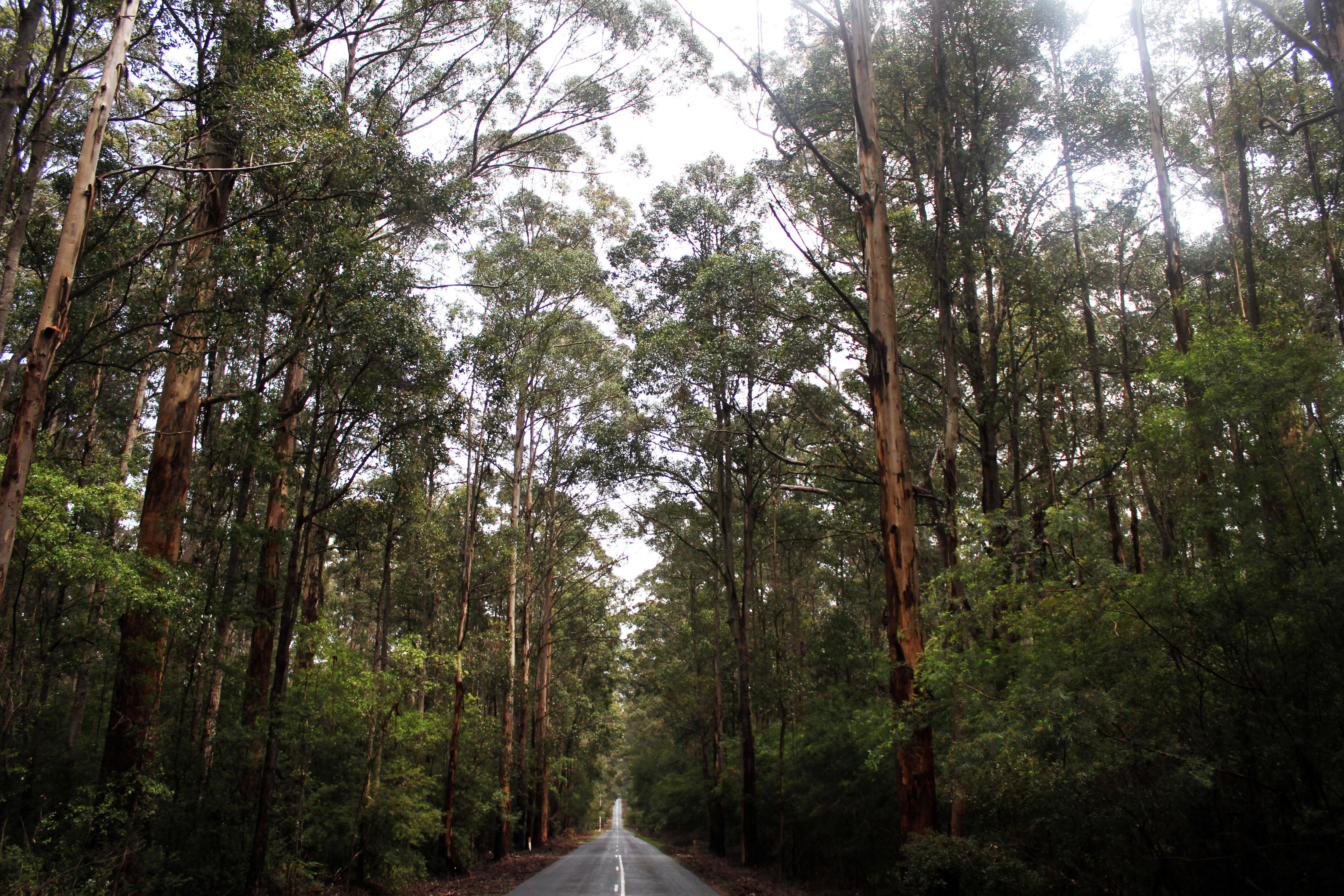 How the decades-long fight to save WA's old growth forests was finally ...