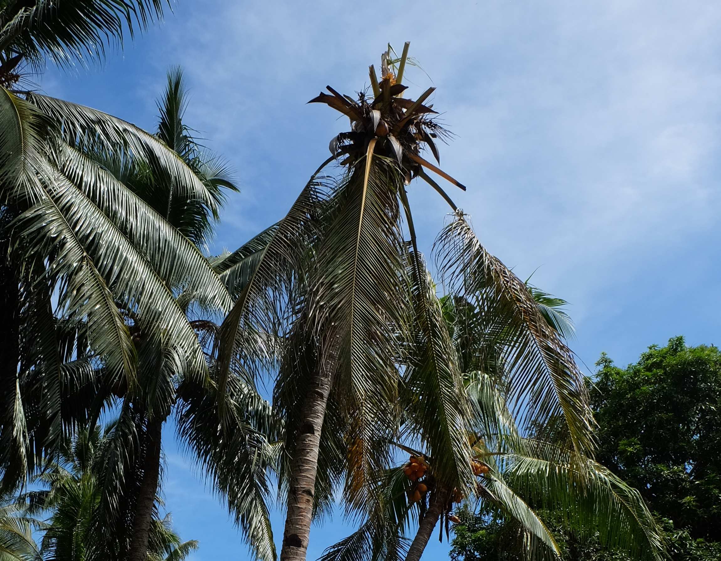 Solomon Islands losing the fight against new strains of coconut ...
