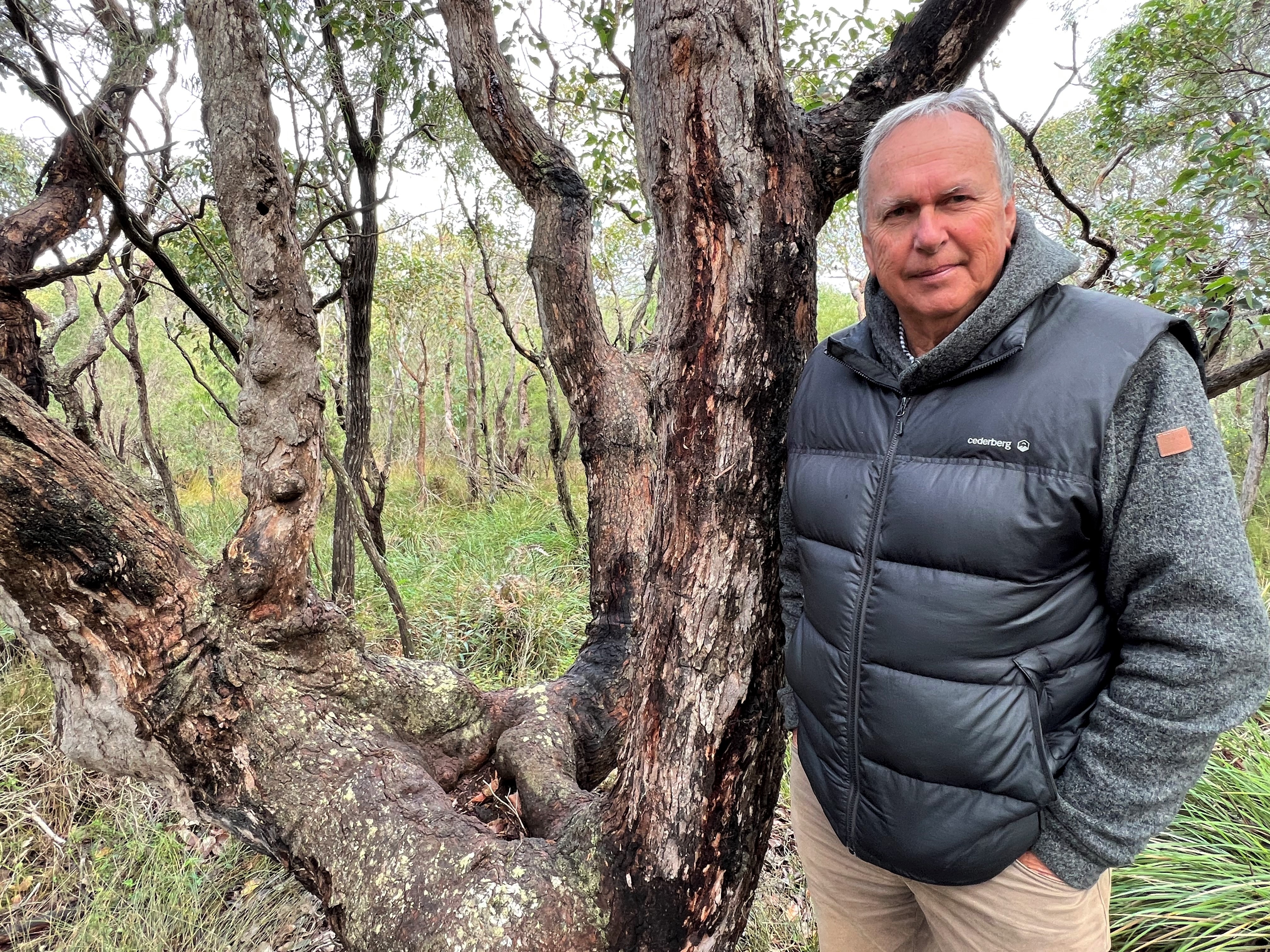 Specially pruned for centuries in WA, marri trees provide a vital ...