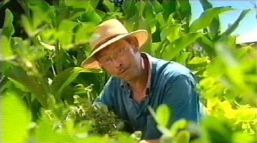 Arrowroot and Peanuts - Gardening Australia