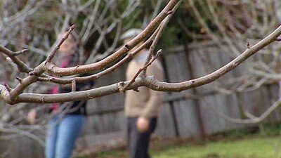 Summer Fruit Tree Pruning - Gardening Australia