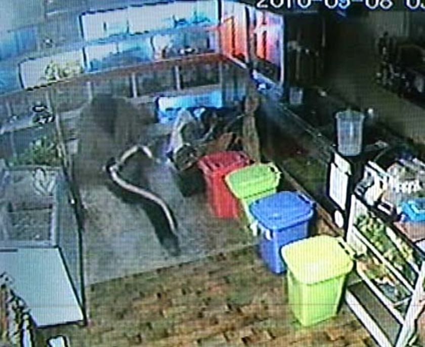 Men in court over python, lizard theft - ABC News