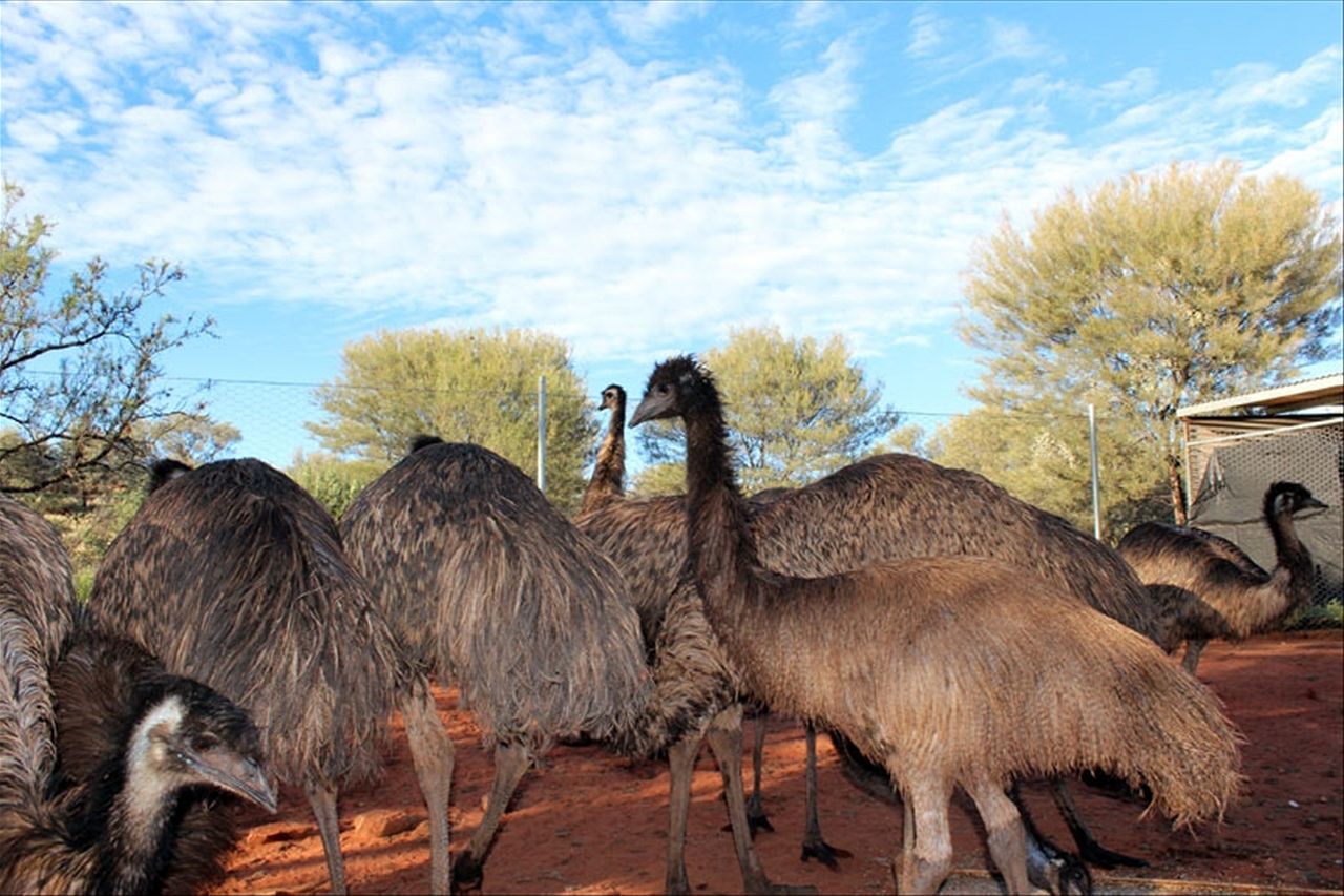 Emu poo could bring the quandongs back - ABC News