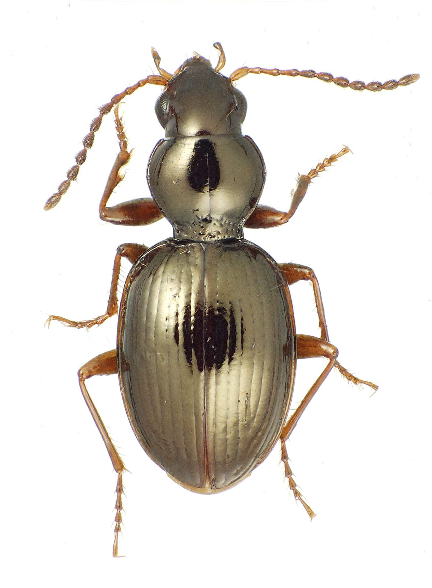 Scientists find 40 new species of Tahitian beetles - ABC News